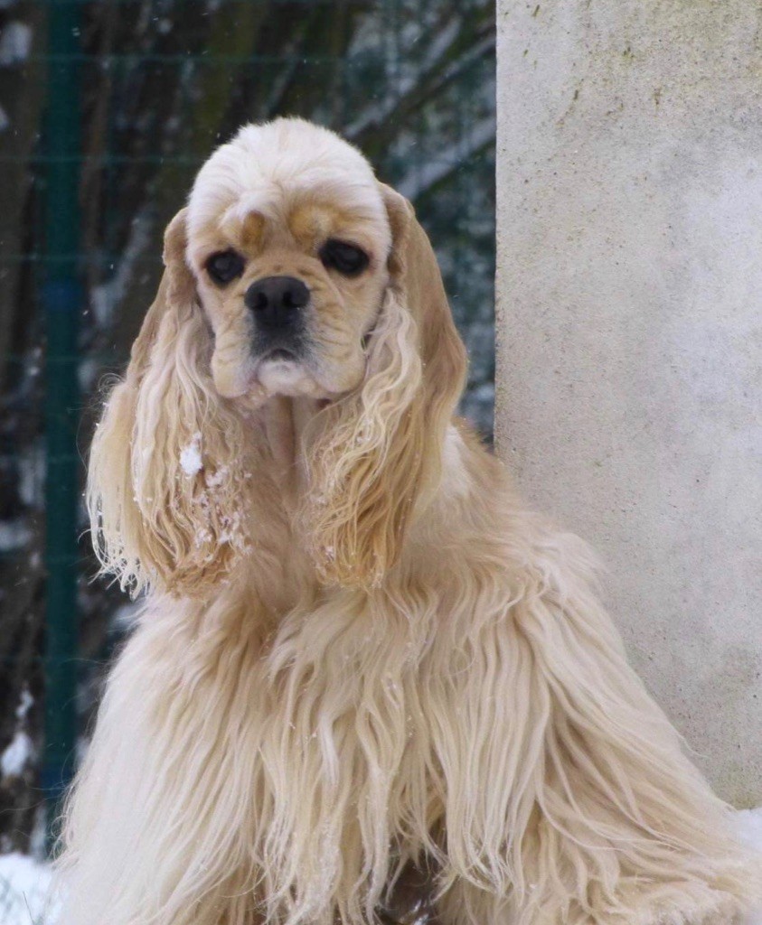 Accueil - Elevage Of Akan's House - eleveur de chiens American Cocker ...